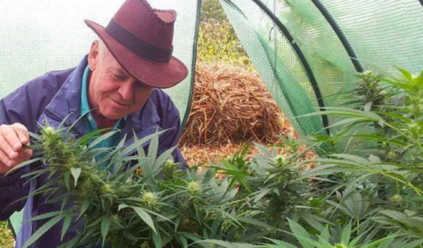 What is Rick Simpson Oil (RSO)? Meaning, Uses, Benefits - Rick Simpson ...